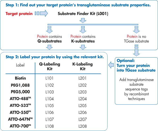 Tgase Protein Labeling Kits Protein Labeling Products Zedira Gmbh Darmstadt Germany